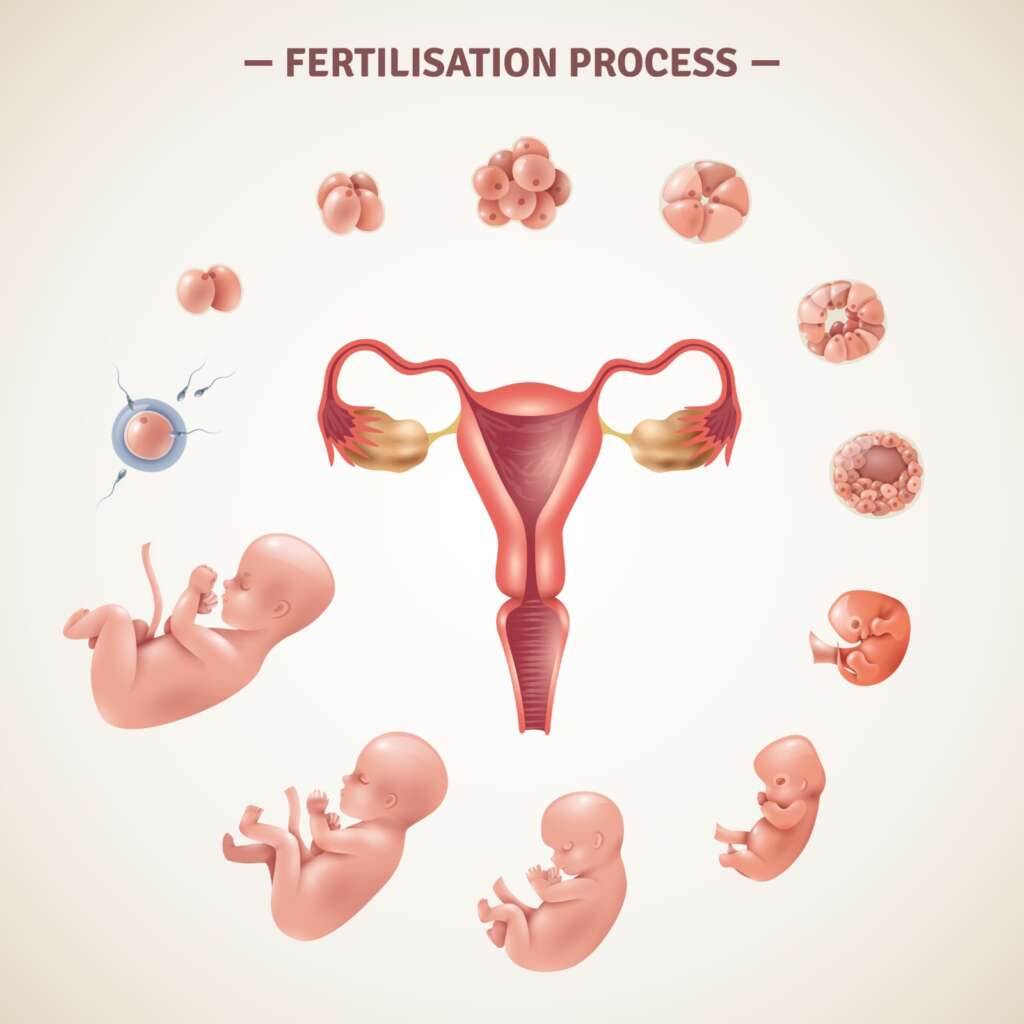 Uterus Pregnancy Journey: Stages, Growth & Trimester Guide